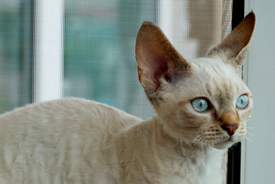 Gato Devon Rex ¡Un gato travieso, dulce y cariñoso!
