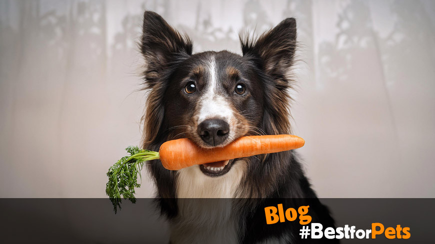 Son Los Huevos Seguros Para Alimentar A Los Perros