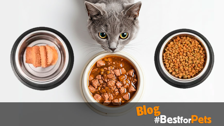 Alimentación para gatos: húmeda, seca o mixta ¿Cuál es la mejor opción?